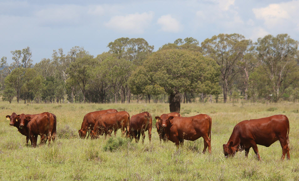Belmont Red Association of Australia | Association website