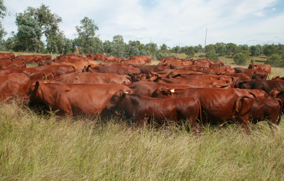 Belmont Red Association of Australia | Association website